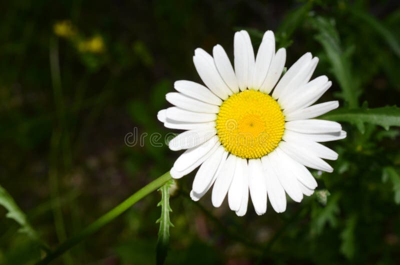 Beautiful Daisy Flower. Top View Stock Image - Image of field, color ...