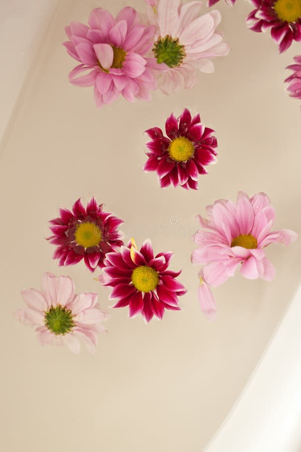 Flowers floating in water stock photo. Image of floating - 13656904