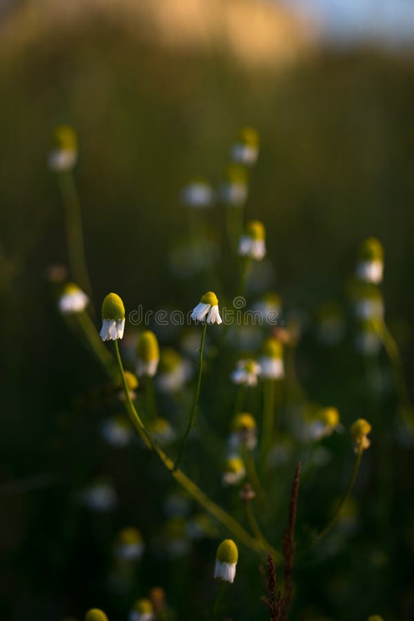 Beautiful Daisy Flowers with Petals Pointing Down at Evening in Meadow ...