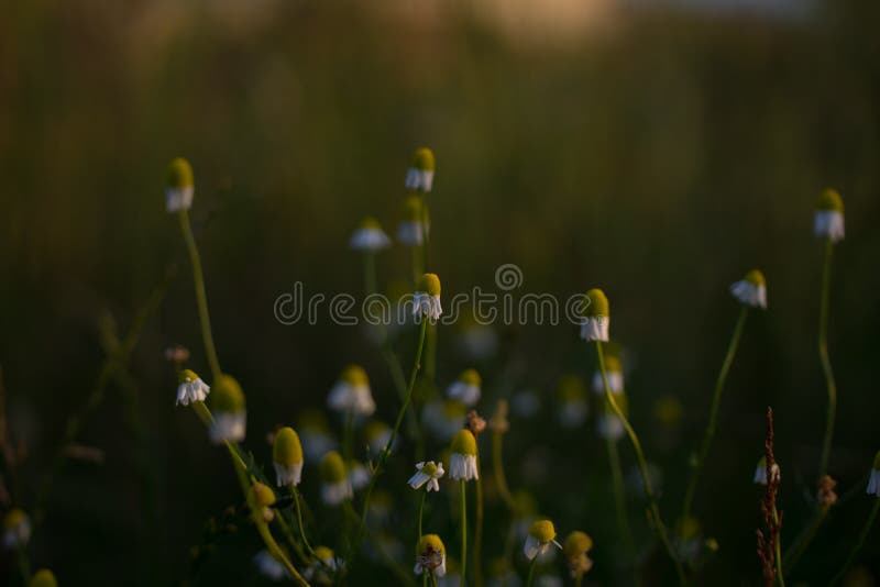 Beautiful Daisy Flowers with Petals Pointing Down at Evening in Meadow ...