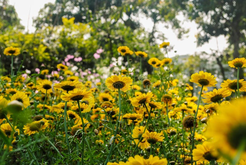 A beautiful daisy garden stock photo. Image of daisy - 185323012