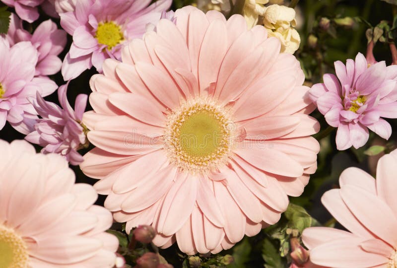 Beautiful Daisy stock photo. Image of romantic, grass - 47211368