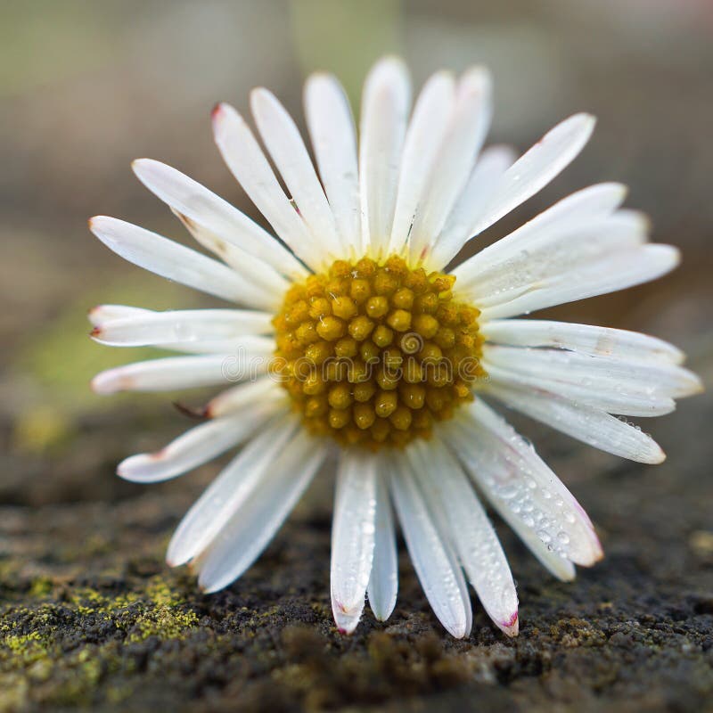 The Beautiful Daisy in the Garden Stock Image - Image of fashion, white ...