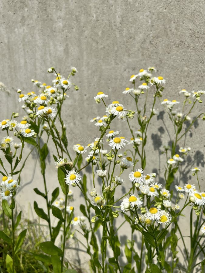 Beautiful Daisy on Gray Concrete Background. Summer Card with Chamomile ...