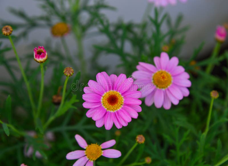 Beautiful Daisy with Rich Green Leaves Grows Stock Image - Image of ...