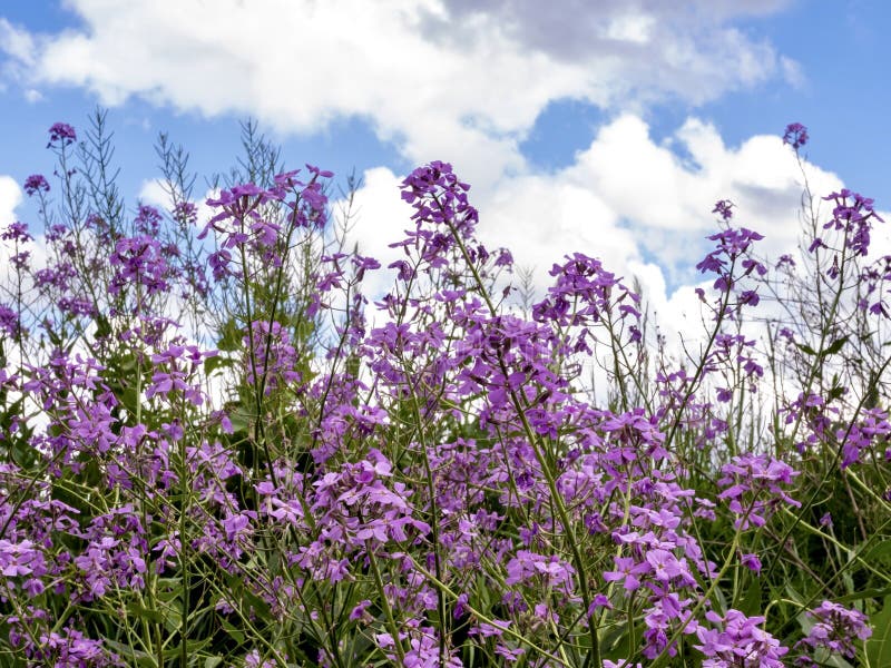 Dame S Rocket Flower Placed in Rustic Metal Watering Can on Natural ...