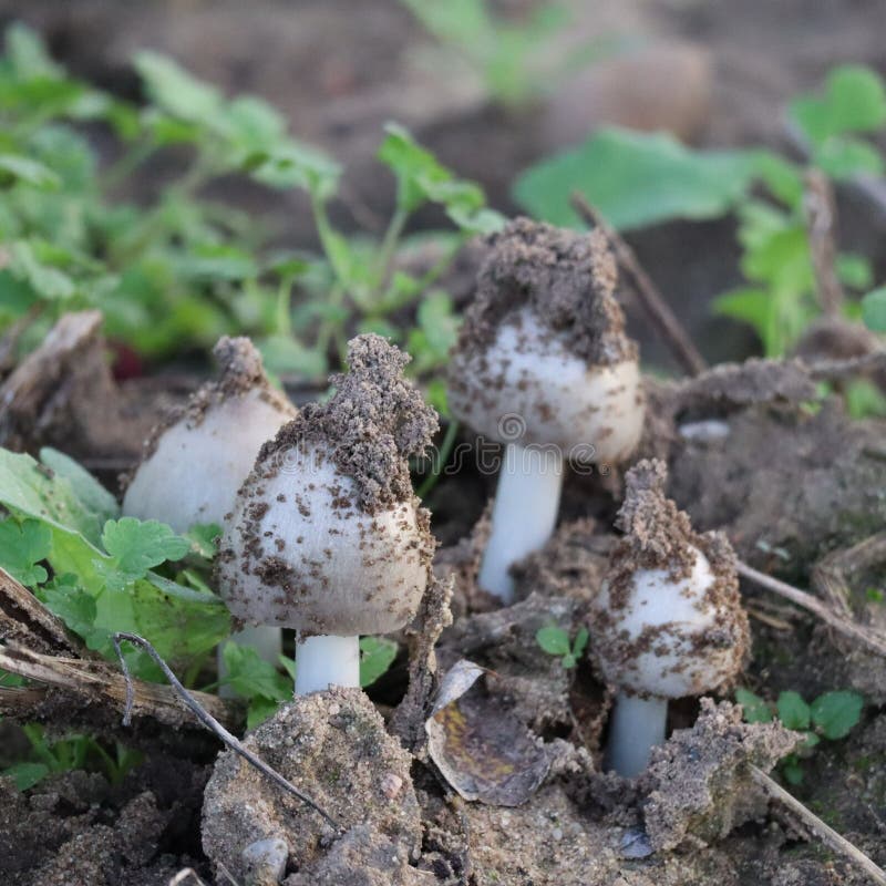 Damp Soil Sticks To Mushrooms Stock Photo - Image of growth, moistened ...