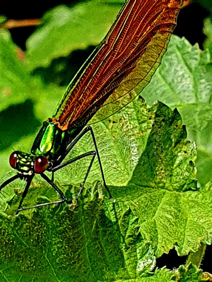 A Beautiful Damsel Fly on a Leaf Stock Image - Image of damselfly ...