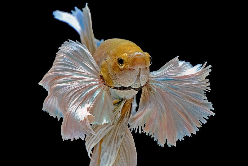 Betta Fish Halfmoon Dumbo Ear Stock Photo - Image of betta, yellow ...