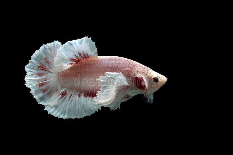 Beautiful Dancing of Fancy Halfmoon Dumbo Ear Betta Fish Stock Image ...