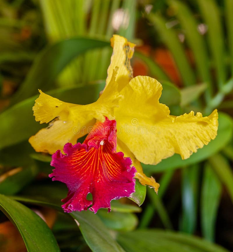 A Beautiful Dancing Lady Orchid Stock Photo - Image of floral, delicate ...