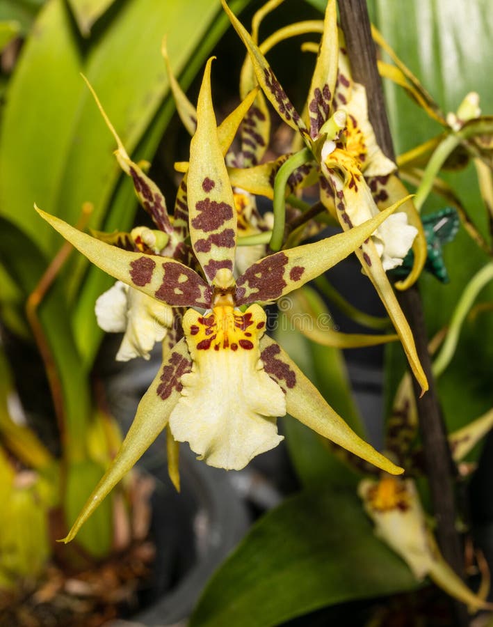 A Beautiful Dancing Lady Orchid Stock Photo - Image of garden, exotic ...