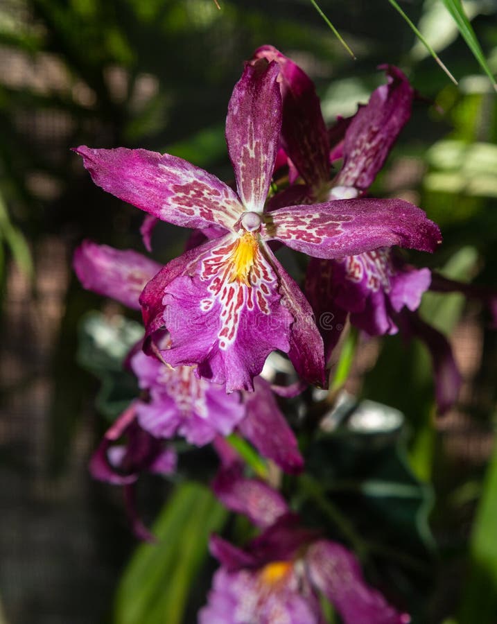 A Beautiful Dancing Lady Orchid Stock Photo - Image of nature, exotic ...