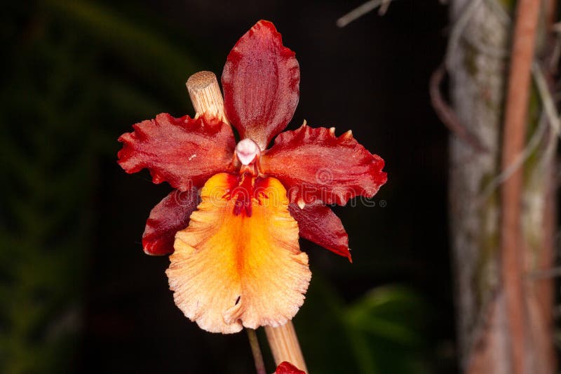 A Beautiful Dancing Lady Orchid Stock Photo - Image of flora, tropical ...