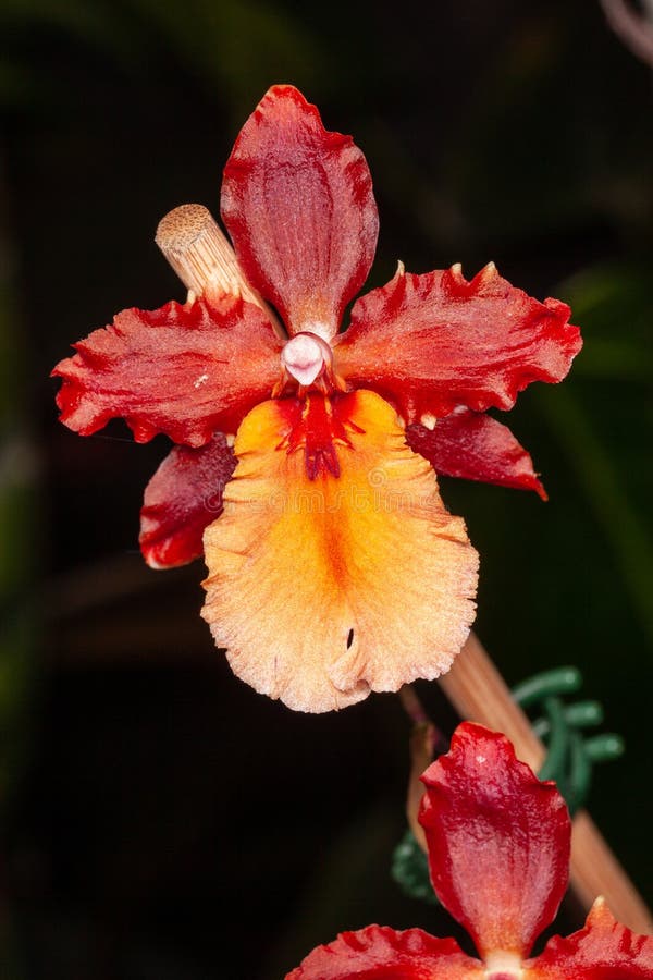 A Beautiful Dancing Lady Orchid Stock Photo - Image of flower, petal ...