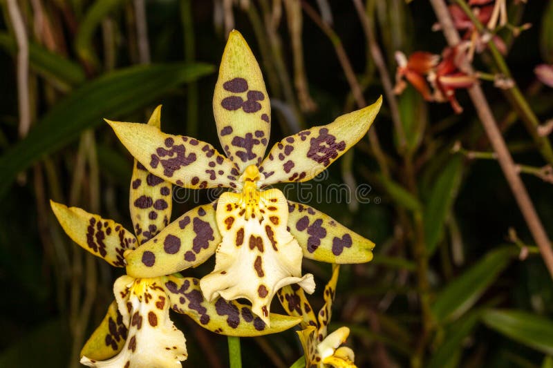 A Beautiful Dancing Lady Orchid Stock Photo - Image of plant, nature ...