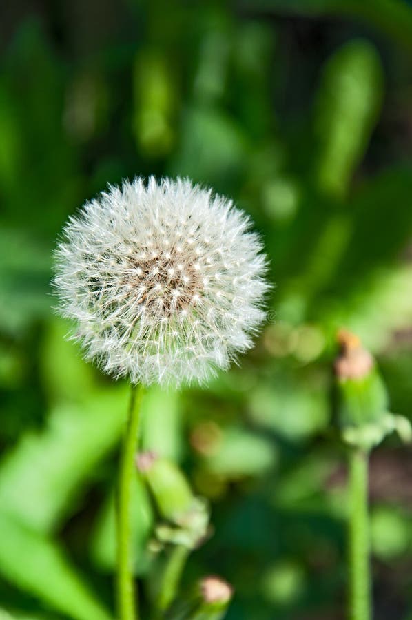 Beautiful Dandelion stock photo. Image of fluffy, delicate - 30931026