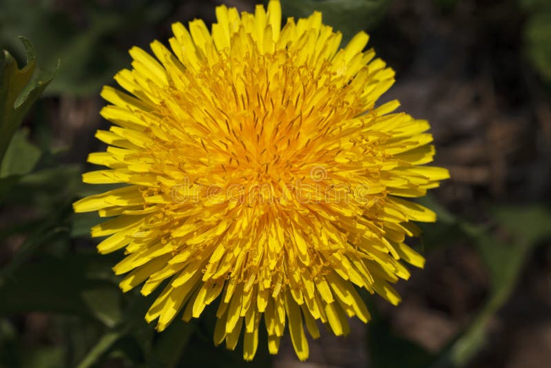 Beautiful Dandelion Closeup Stock Image - Image of hairy, abstract ...