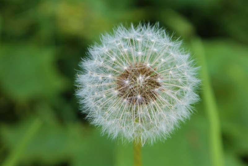 The beautiful dandelion stock photo. Image of dandelion - 150248904