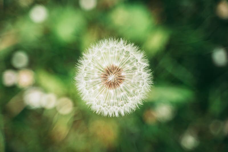 A Beautiful Dandelion Flower Stock Photo - Image of flower, flora ...