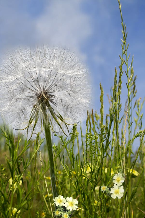 Beautiful Dandelion in the Meadow. Stock Image - Image of gentle ...