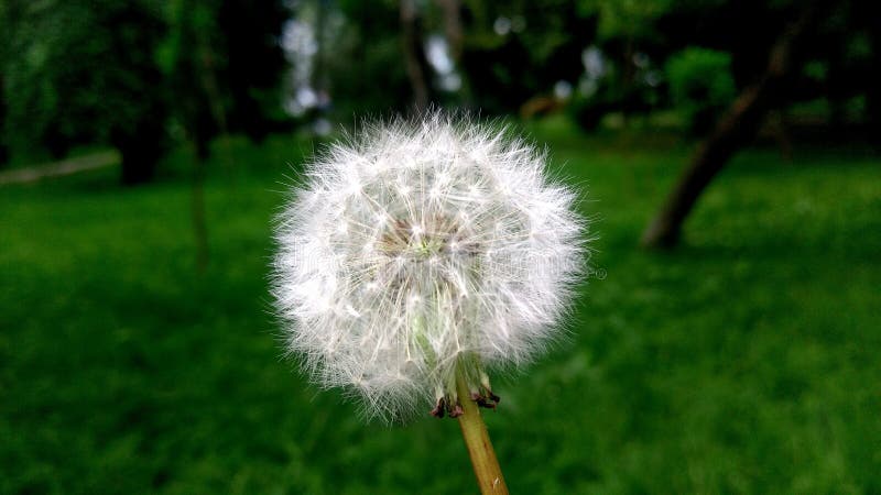 Beautiful Dandelion in Park Stock Photo - Image of gras, white: 96208226