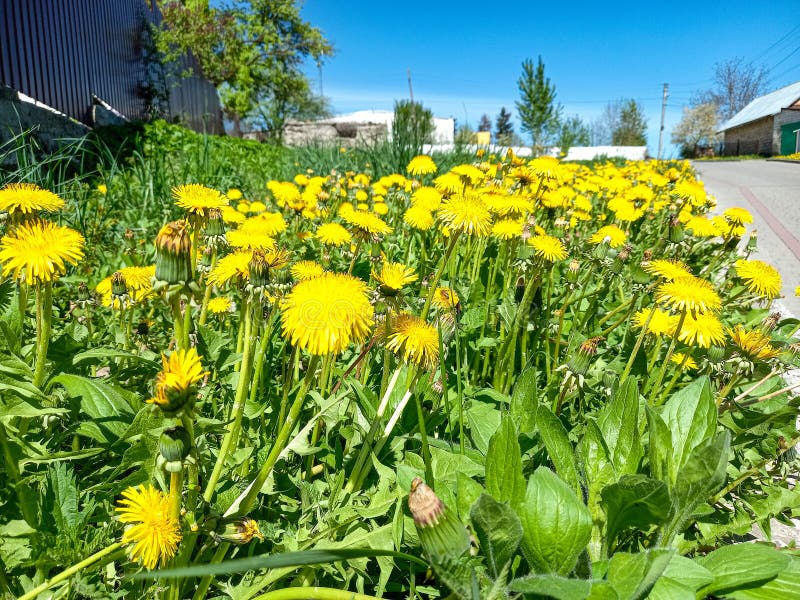 Beautiful Dandelion Plants in the Field Stock Photo - Image of yellow ...