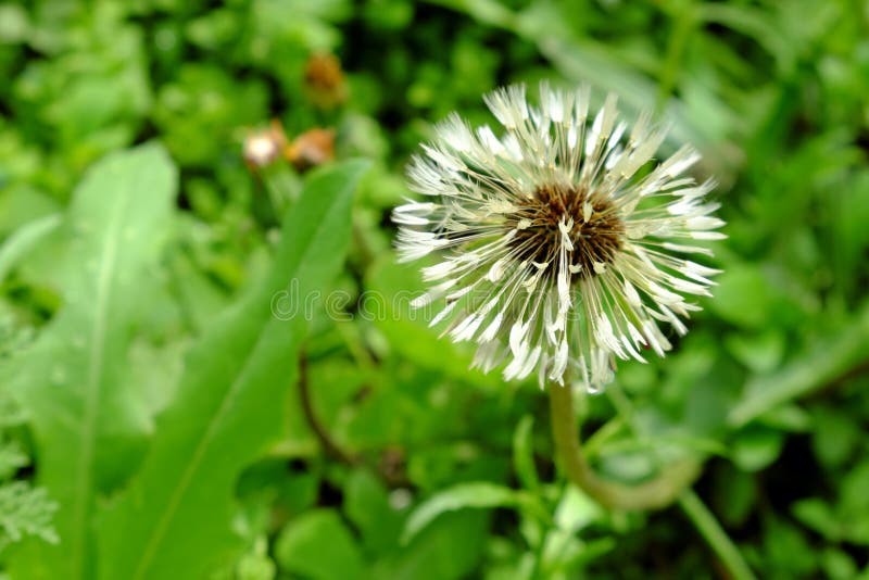 Beautiful Dandelion Shot after the Rain. Single Flower Stock Image ...