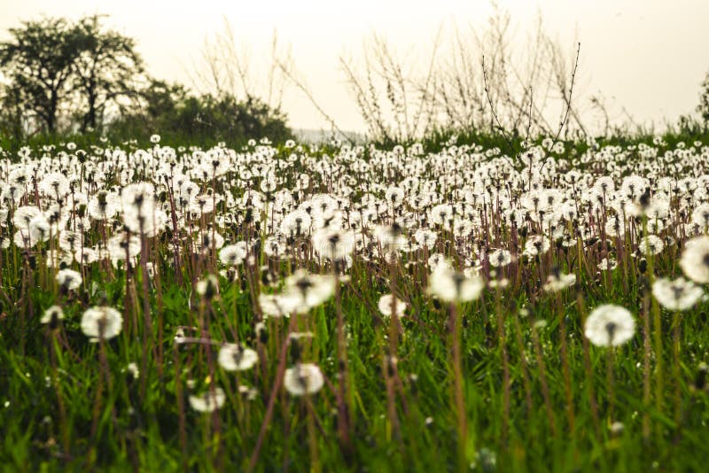 Dandelions at the End of the Spring Stock Image - Image of outdoor ...