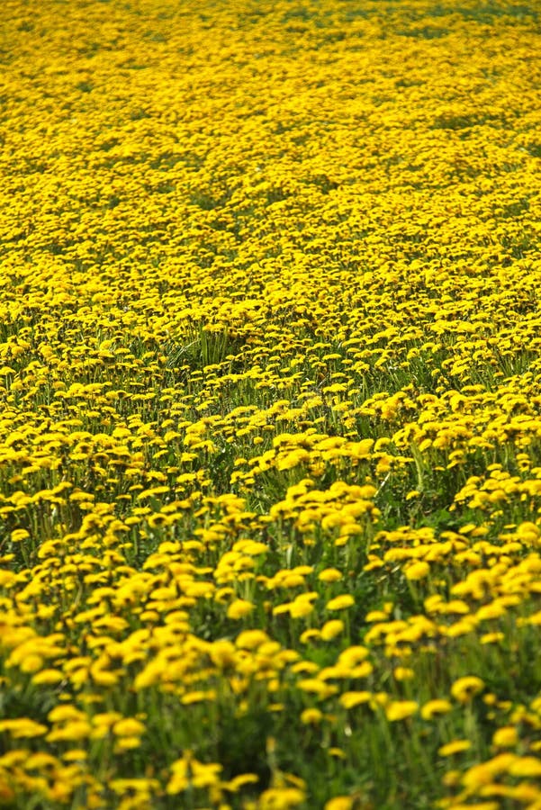 Beautiful Dandelions on the Sunny Field Stock Image - Image of morning ...
