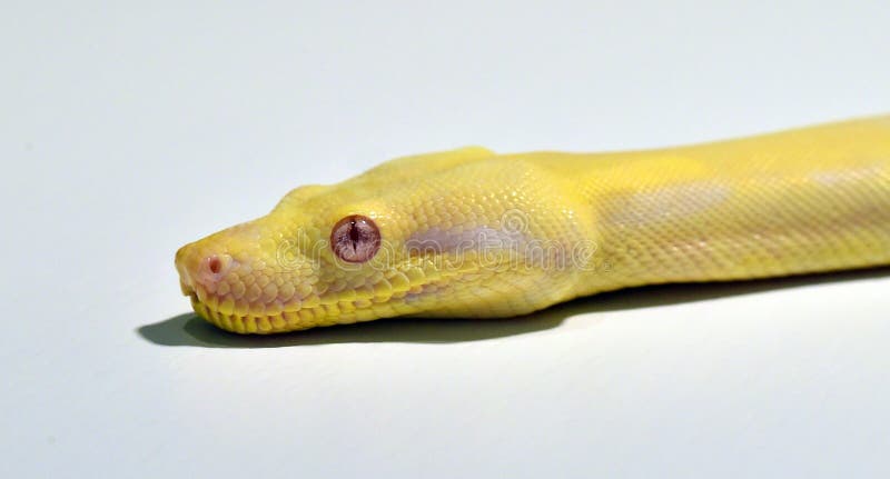 A Beautiful Boa Constrictor Snake Stock Image - Image of crawling ...