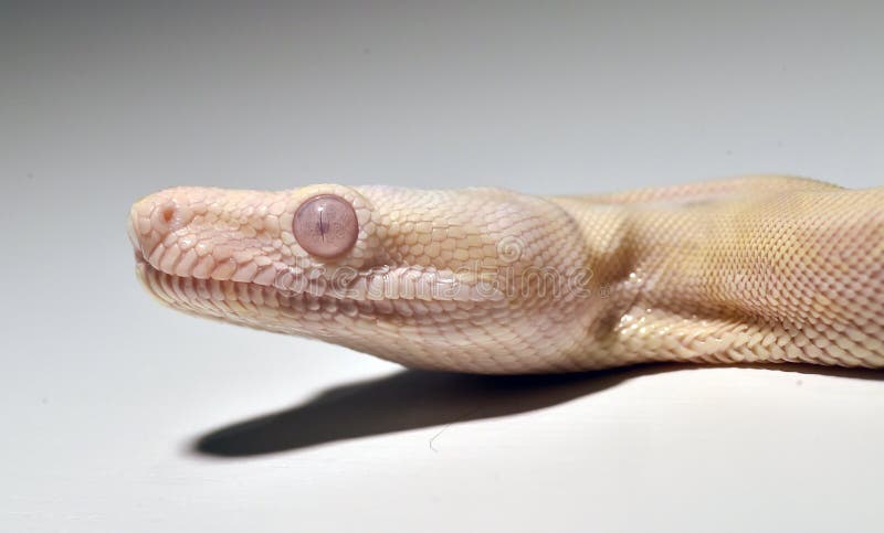 A Beautiful Boa Constrictor Snake Stock Photo - Image of nature ...