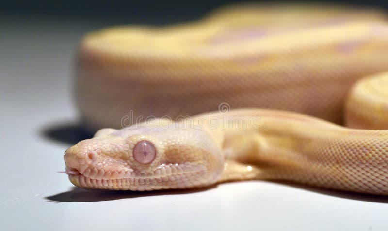 A Beautiful Boa Constrictor Snake Stock Image - Image of dangerous ...