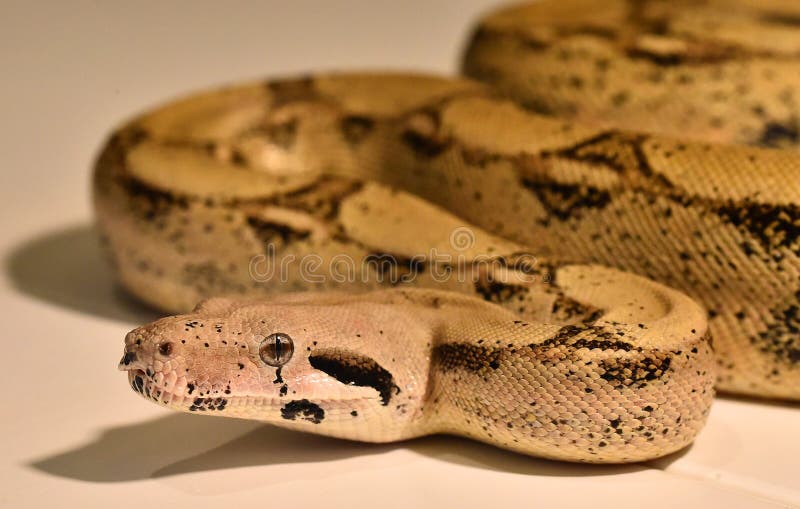 A Beautiful Boa Constrictor Snake Stock Photo - Image of skin, looking ...