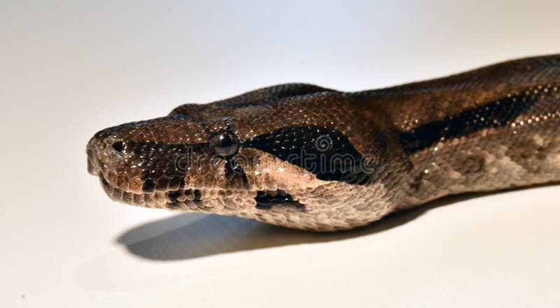 A Beautiful Boa Constrictor Snake Stock Photo - Image of fear, macro ...
