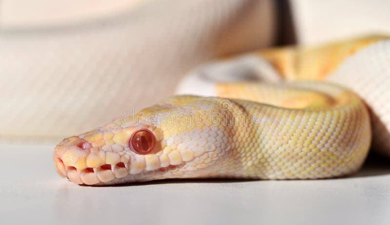 Pastel Rainbow Snake