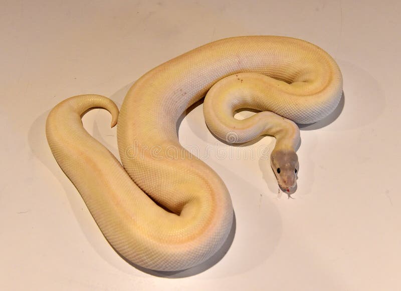 A Beautifu Python Regius Snake Stock Photo - Image of danger, skin ...