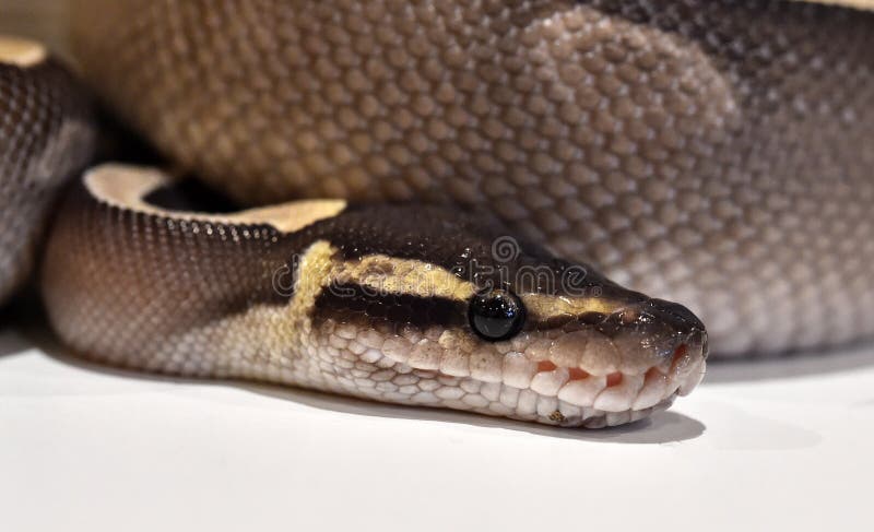 A Beautifu Python Regius Snake Stock Image - Image of skin, biology ...