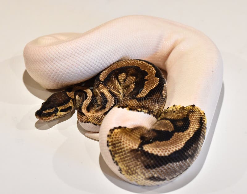 A Beautifu Python Regius Snake Stock Image - Image of reptile, crawling ...