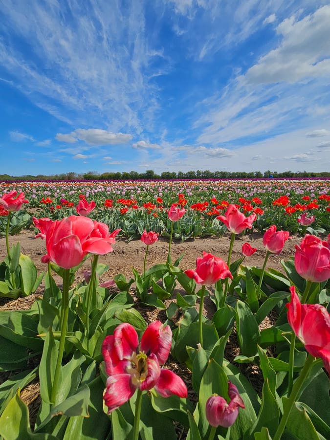 The Beautiful Danish Tulip Fields Stock Image - Image of denmark, plant ...