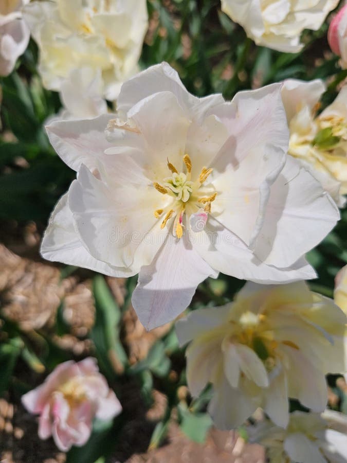 The Beautiful Danish Tulip Fields Stock Photo - Image of pink, cloud ...