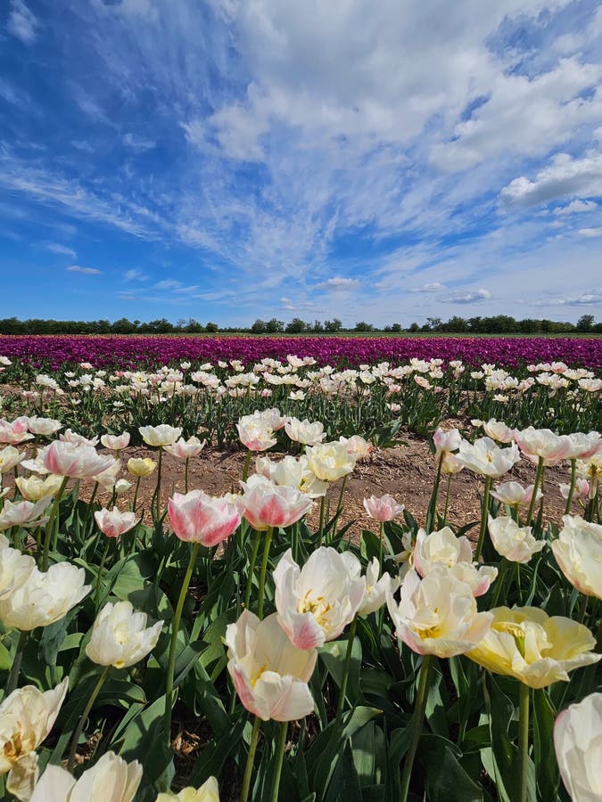 The Beautiful Danish Tulip Fields Stock Image - Image of grassland ...