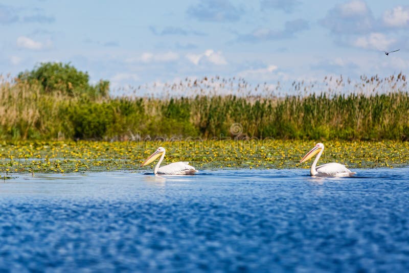 Beautiful Danube Delta stock image. Image of outside - 76071657