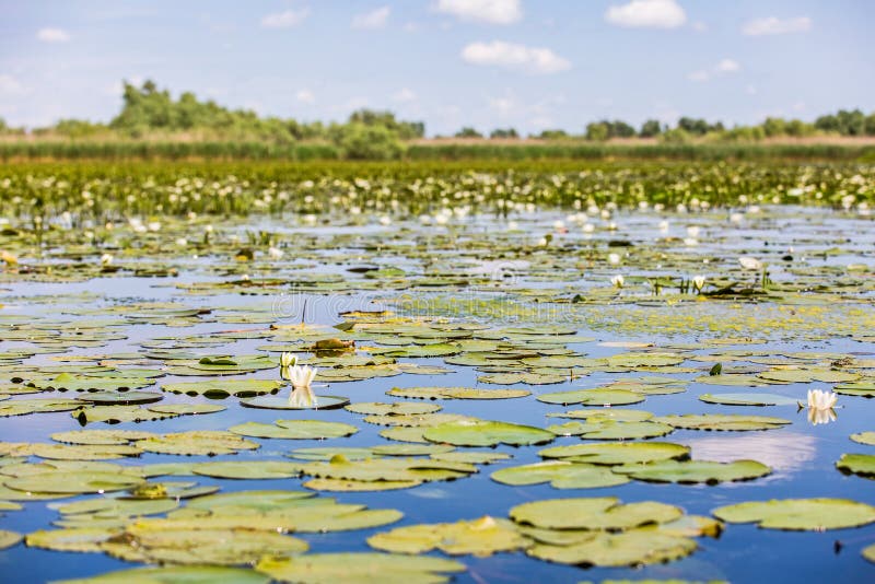 Beautiful Danube Delta stock photo. Image of lake, life - 94569848