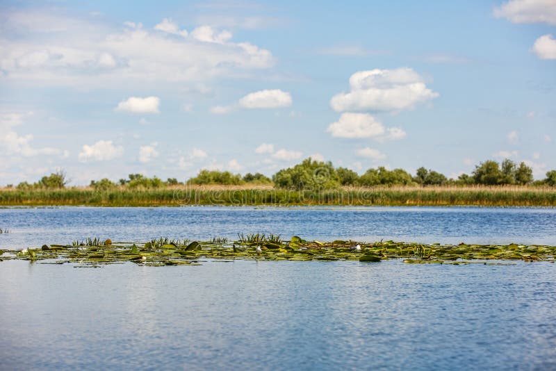 Beautiful Danube Delta stock photo. Image of nature, delta - 94569892