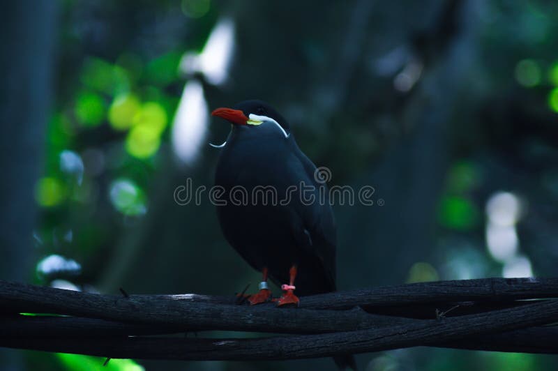 Beautiful Dapper Bird on Branch Stock Image - Image of park, animal ...