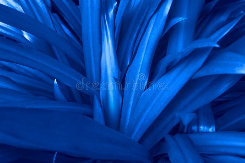 Beautiful Dark Background of Blue Grass. Stock Photo - Image of classic ...