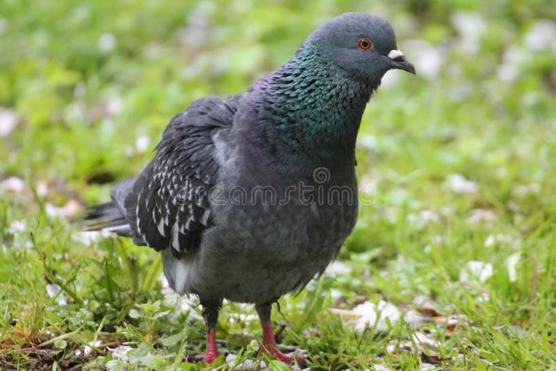 A Beautiful Dark Blue Dove Walking on the Lawn with Green Grass Stock ...