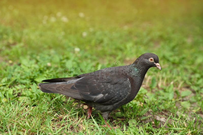 Beautiful Dark Dove on Green Grass Outdoors Stock Photo - Image of ...