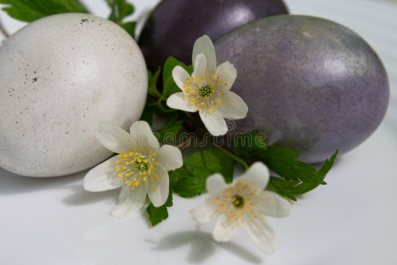Beautiful Dark Easter Eggs and Spring Flowers on a White Background ...